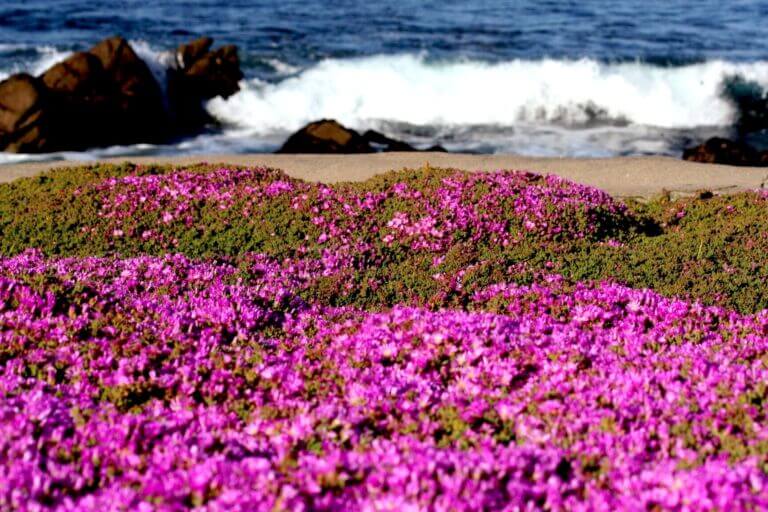 Explore Pacific Grove - Pacific Grove Chamber of Commerce