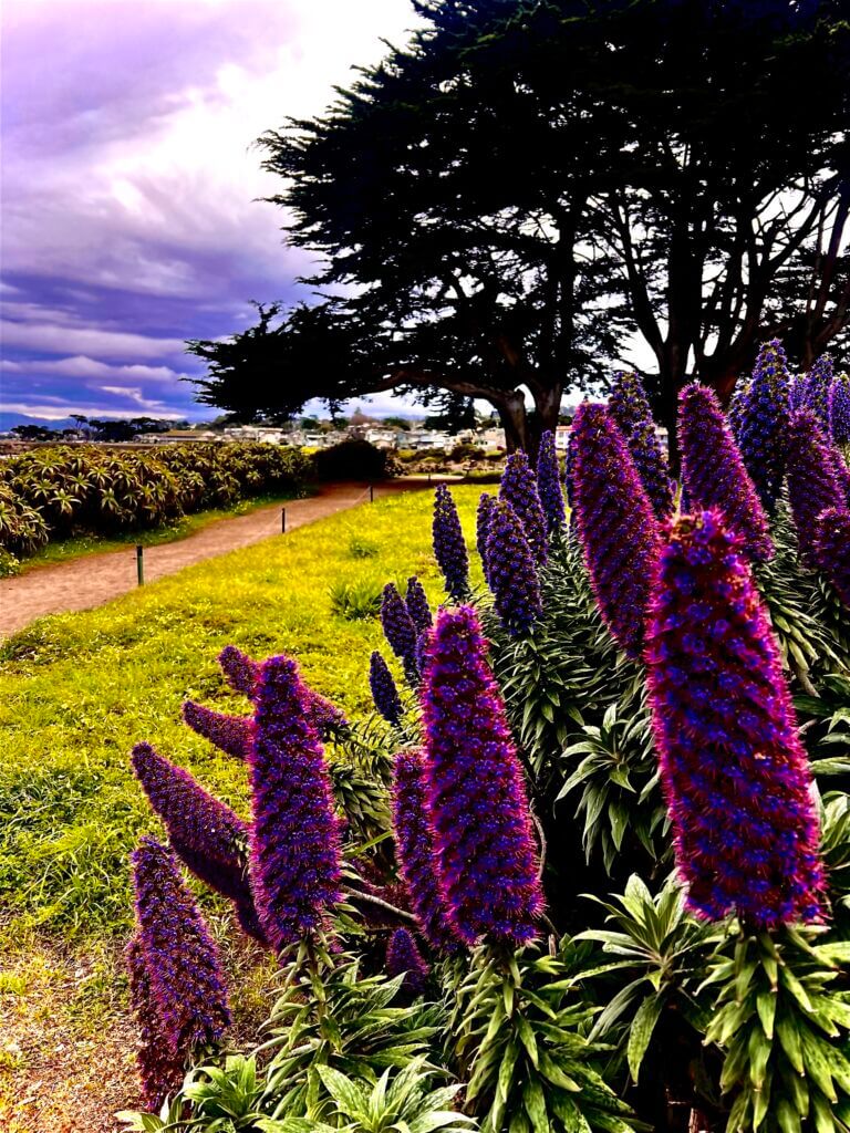 Explore Pacific Grove - Pacific Grove Chamber of Commerce